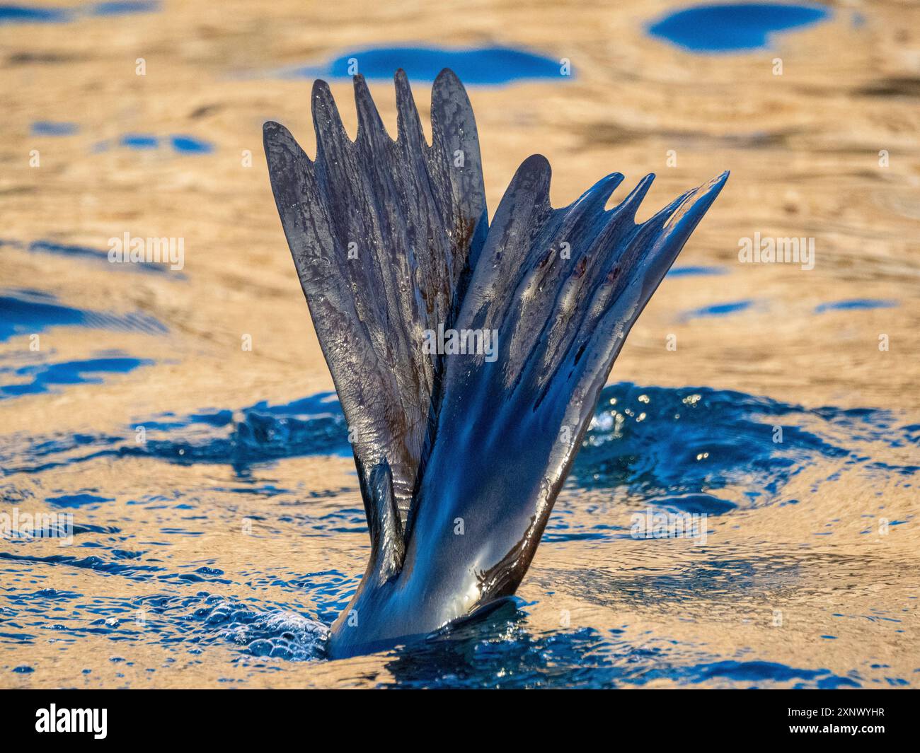 Guadalupe fur seal (Arctocephalus townsendi), at new haul out on Las ...