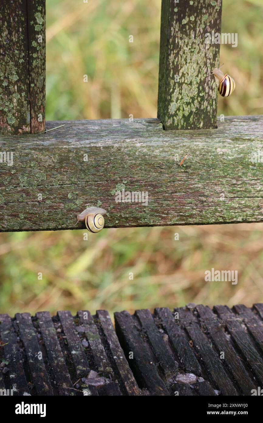 Garden snails creeping around a Railing Stock Photo - Alamy
