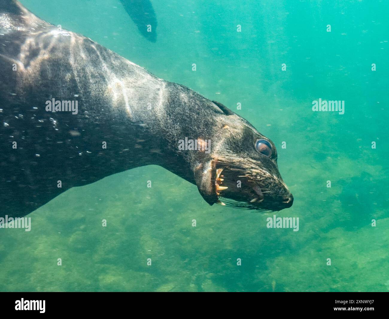 Guadalupe fur seal (Arctocephalus townsendi), underwater on Las Animas ...