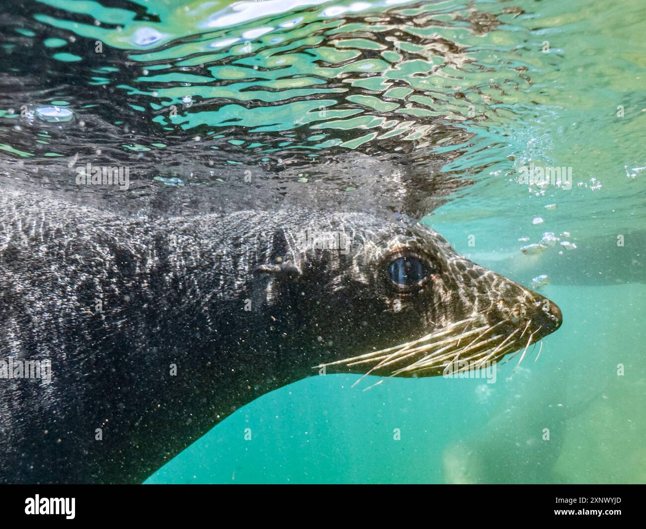 Guadalupe fur seal (Arctocephalus townsendi), underwater on Las Animas ...