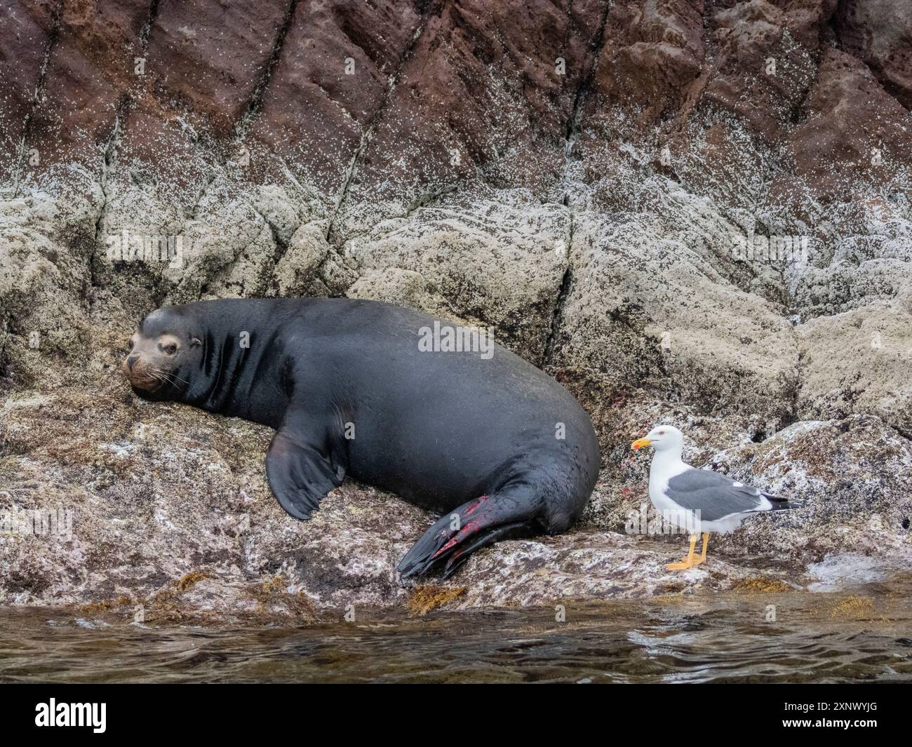 An injured bull California sea lion (Zalophus californianus), hauled ...