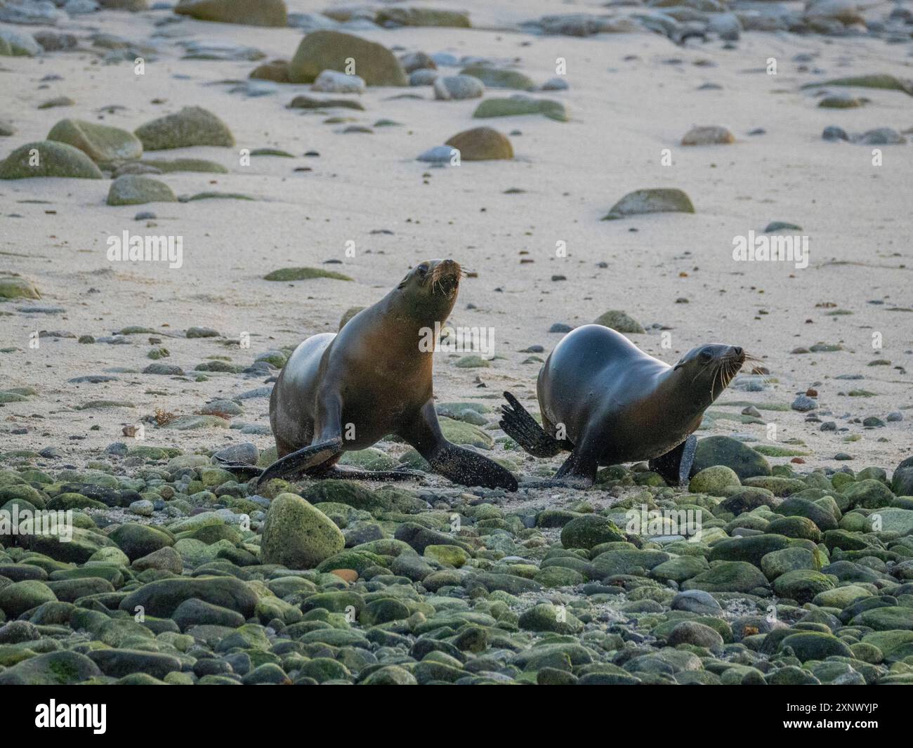 Stampeding animals hi-res stock photography and images - Alamy