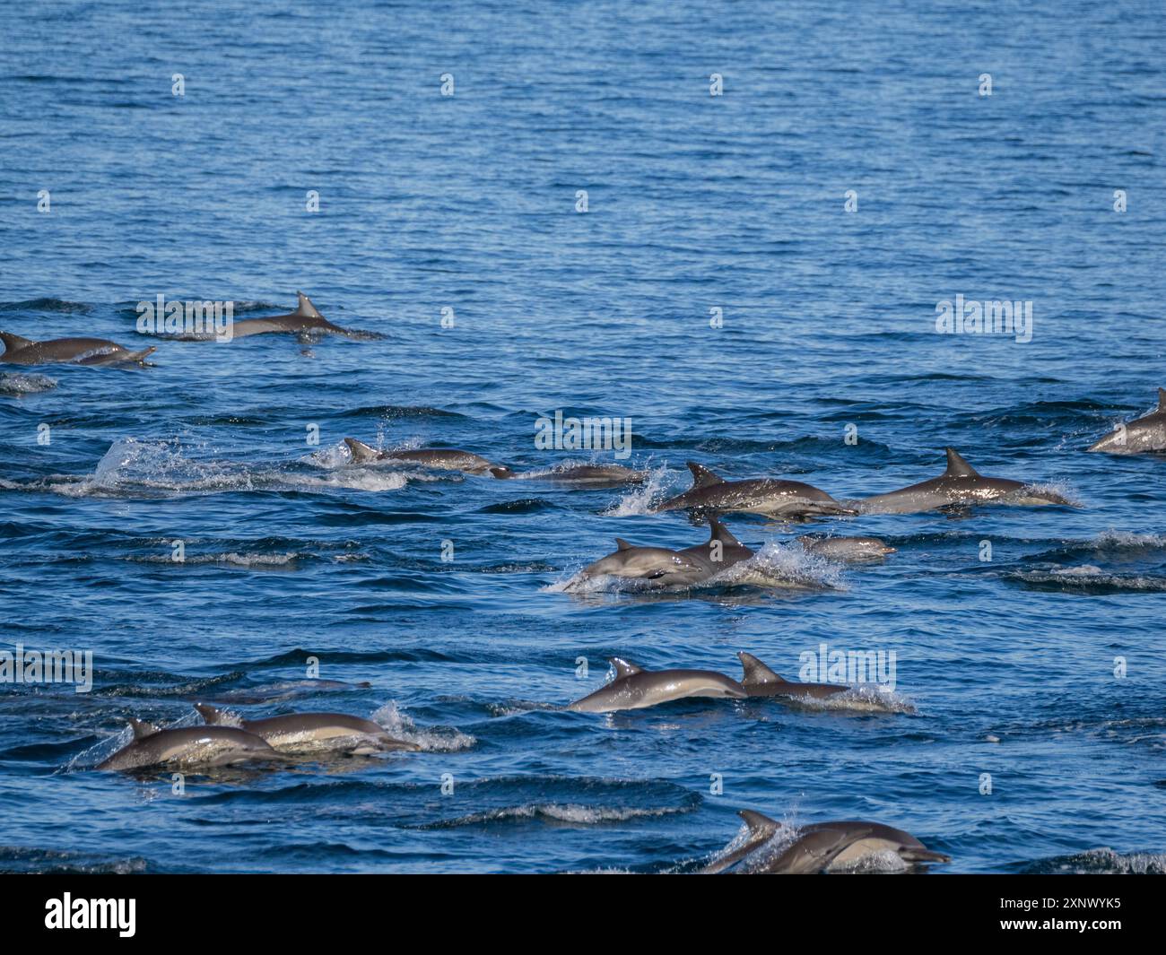 A long-beaked common dolphin pod (Delphinus capensis), traveling off ...