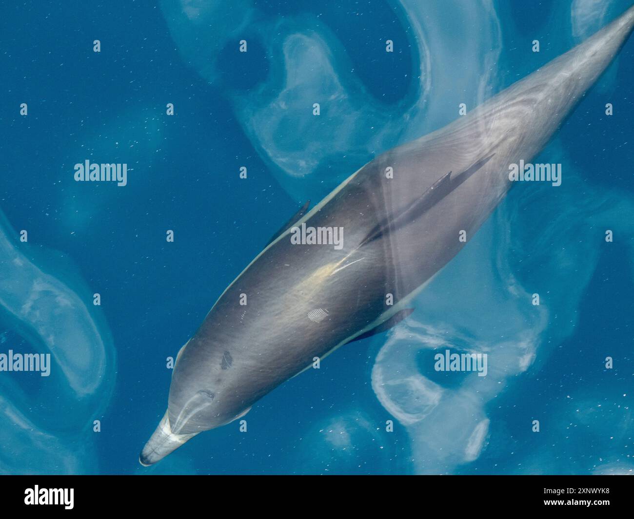 A long-beaked common dolphin (Delphinus capensis), surfacing off Gorda ...