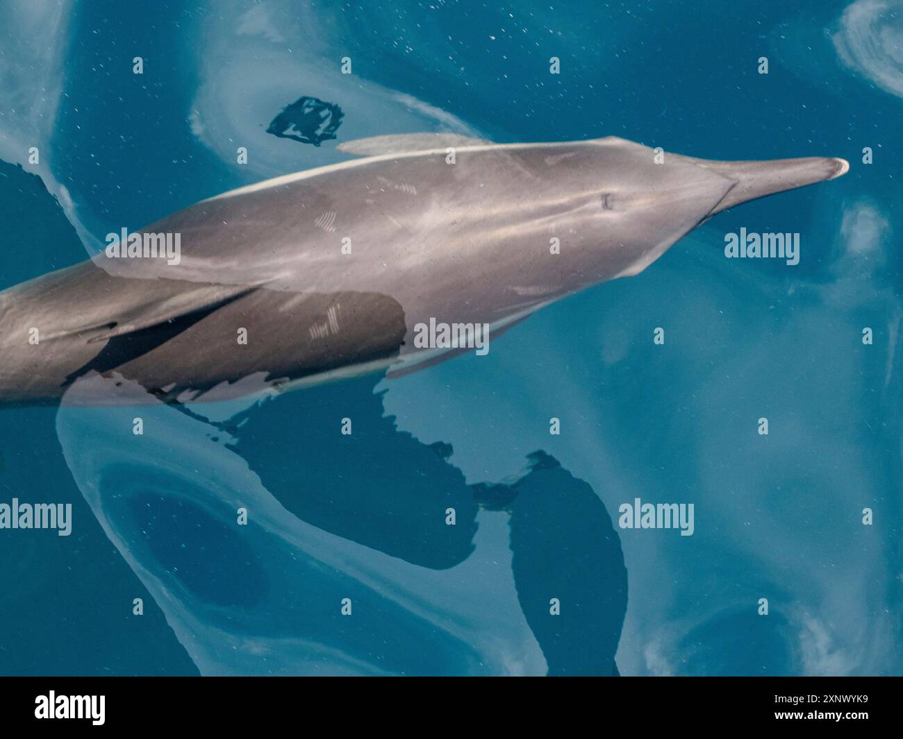 A long-beaked common dolphin (Delphinus capensis), surfacing off Gorda ...