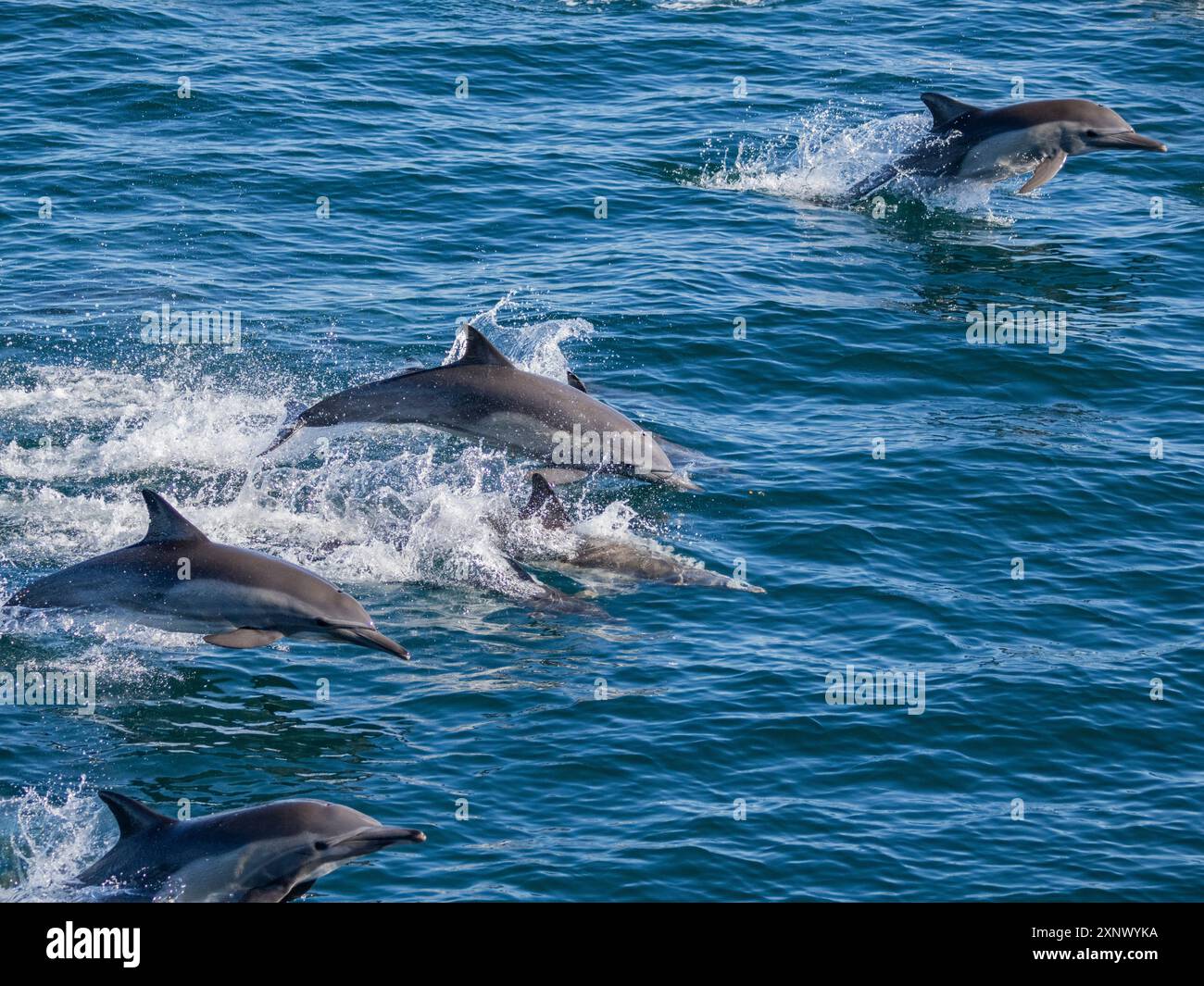 A long-beaked common dolphin pod (Delphinus capensis), traveling off ...