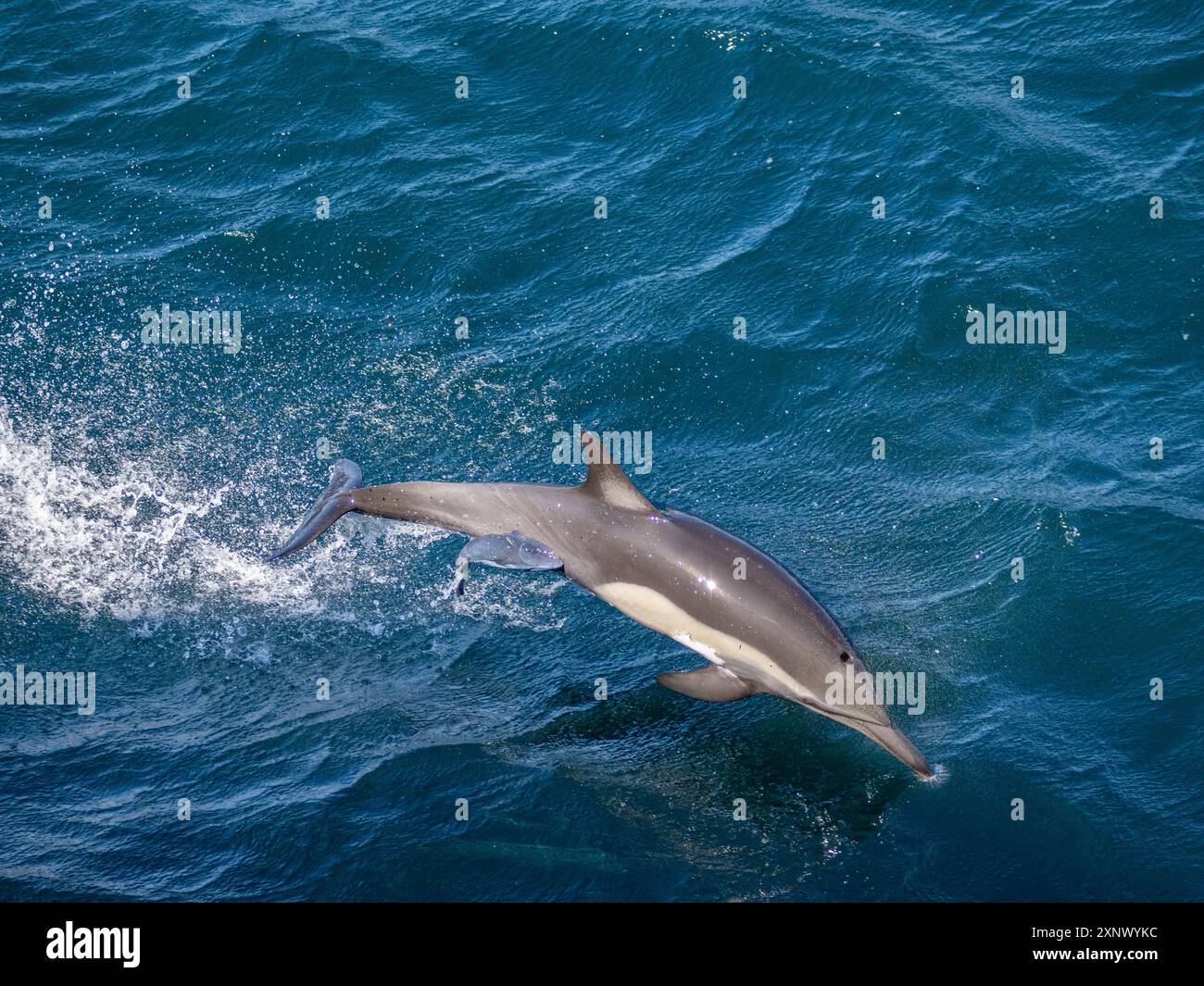 Long-beaked common dolphin (Delphinus capensis), leaping with remora in ...