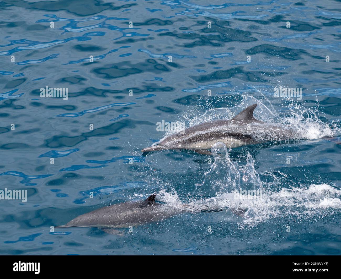A pair of long-beaked common dolphins (Delphinus capensis), surfacing off Gorda Banks, Baja ...