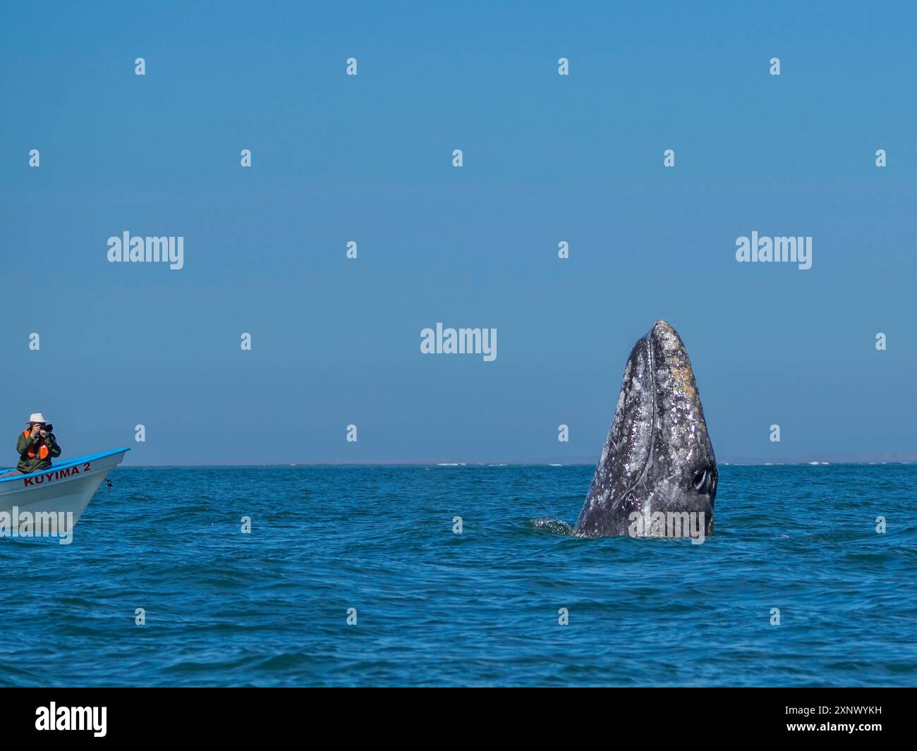 California gray whale (Eschrictius robustus), spy-hopping near boat in ...