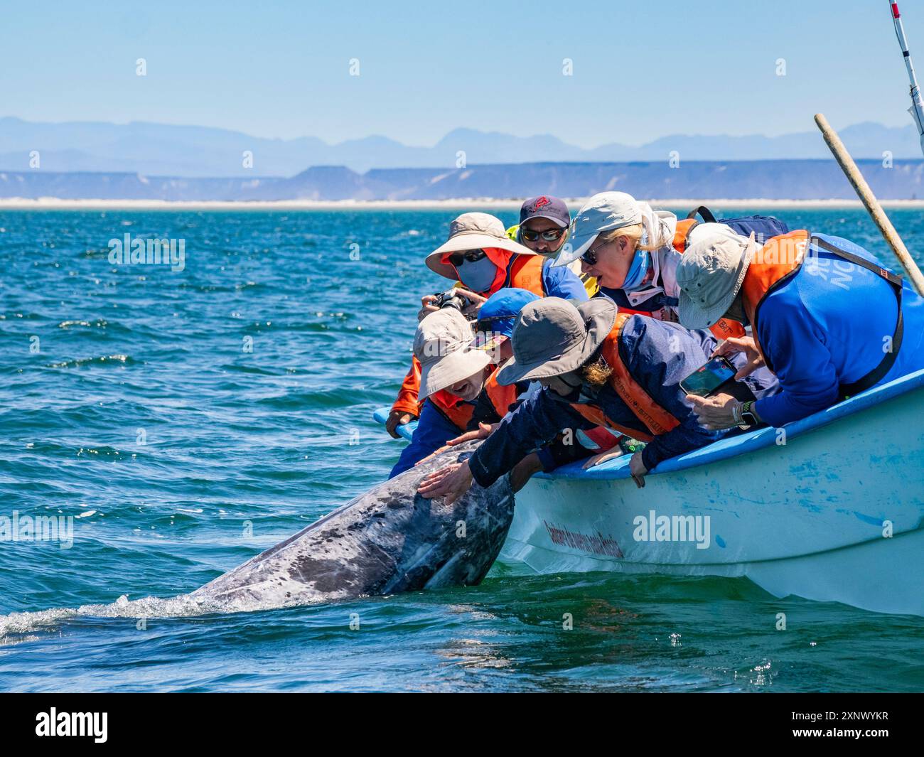 California gray whale calf (Eschrictius robustus), beside boat being ...