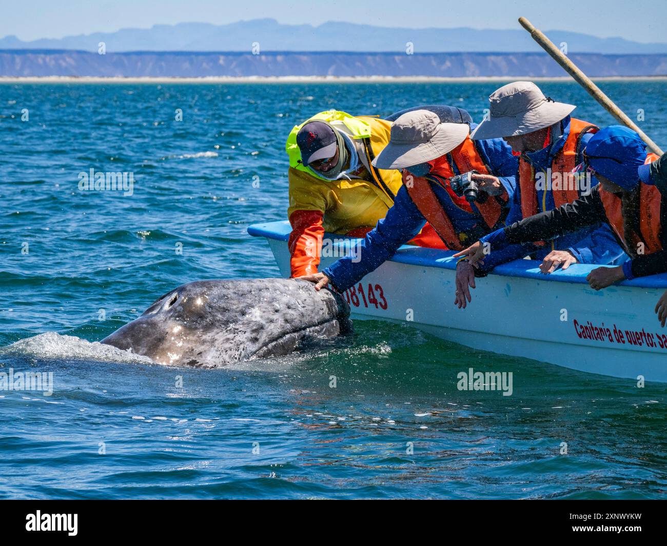 California gray whale calf (Eschrictius robustus), beside boat being ...
