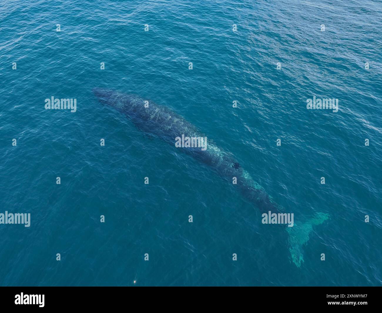 Gulf of america hi-res stock photography and images - Alamy