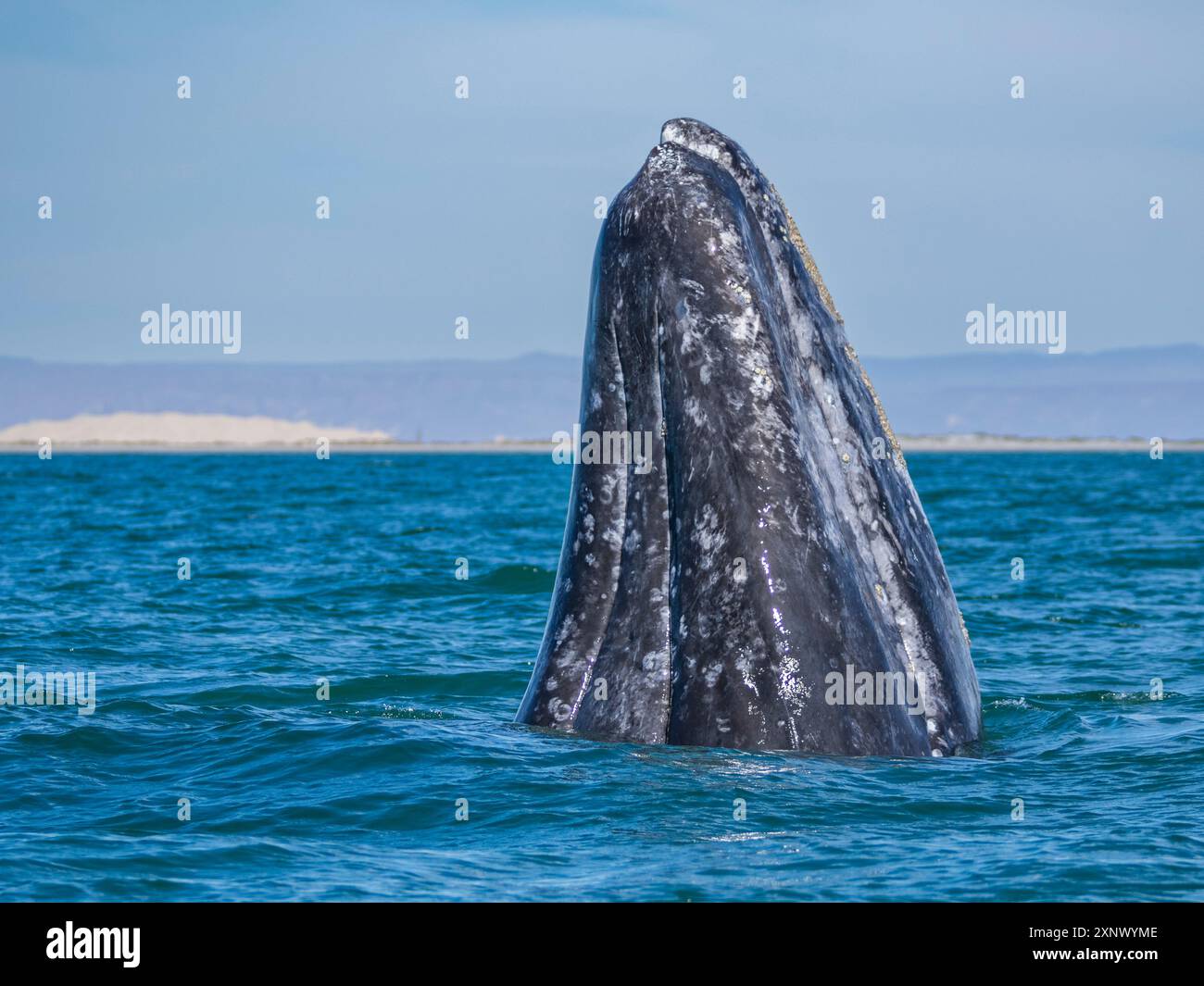 Adult California gray whale (Eschrictius robustus), spy-hopping in San ...