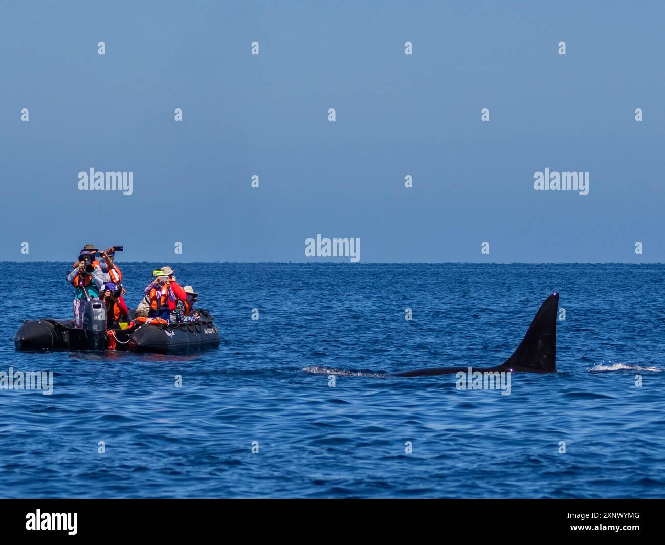Killer whale pod (Orcinus orca), beside tourists in inflatables off ...