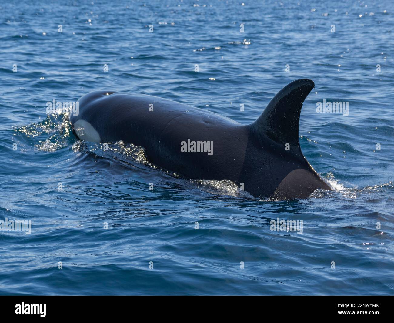 Killer whale pod (Orcinus orca), off Punta Colorada, Isla San Jose ...