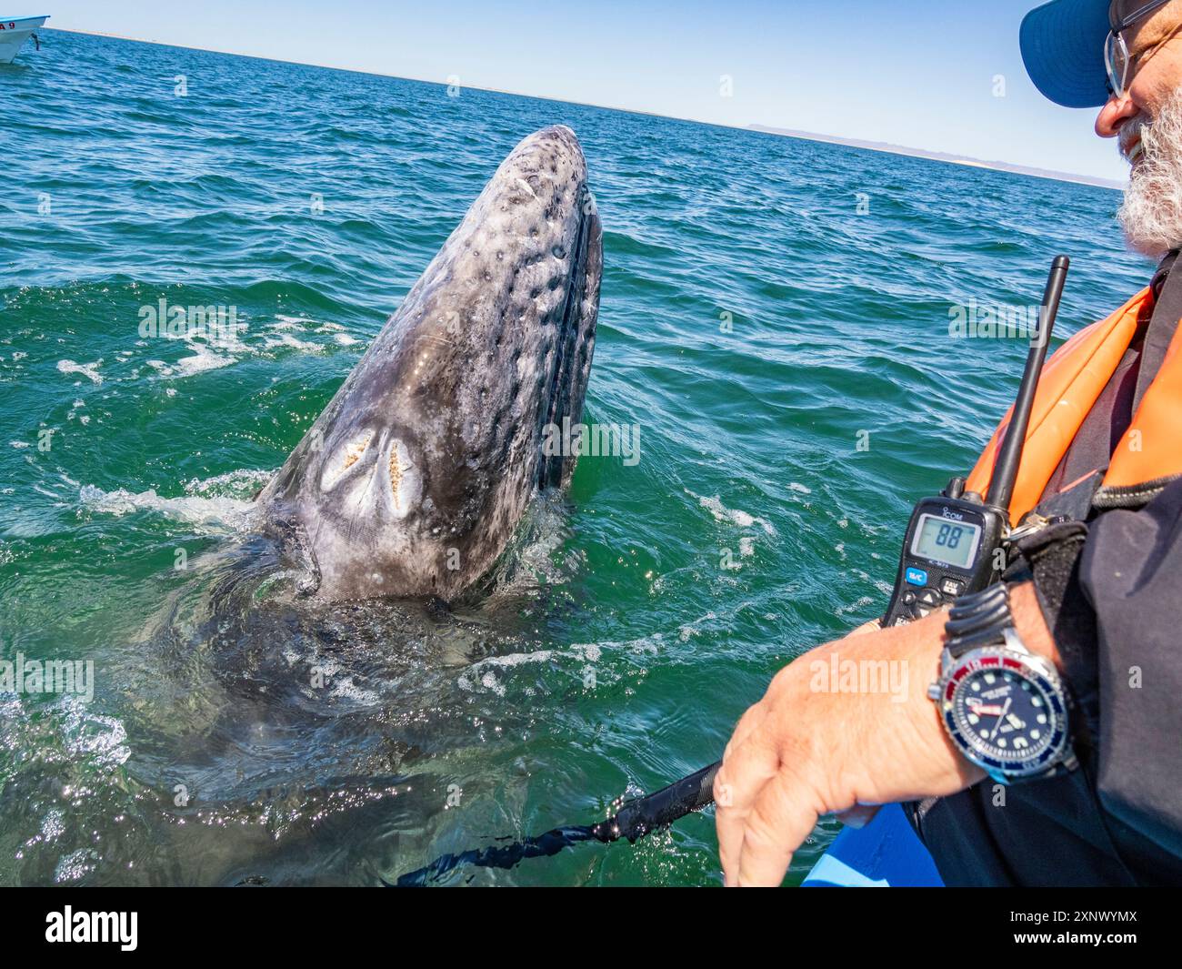 California gray whale calf (Eschrictius robustus), with excited tourist ...