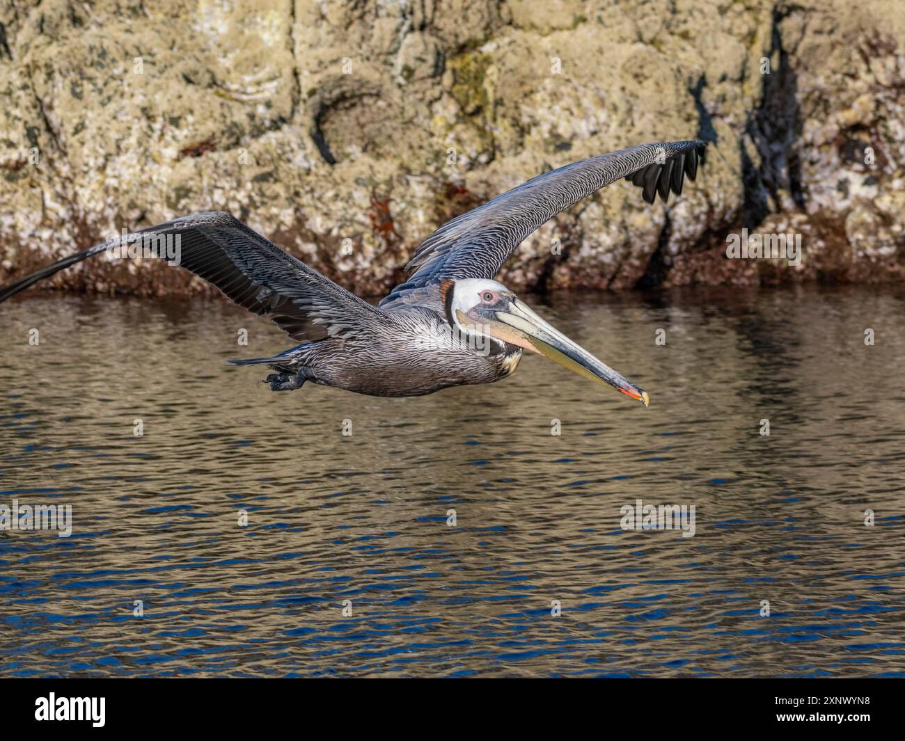 Adult brown pelican (Pelecanus occidentalis), taking flight on a small ...