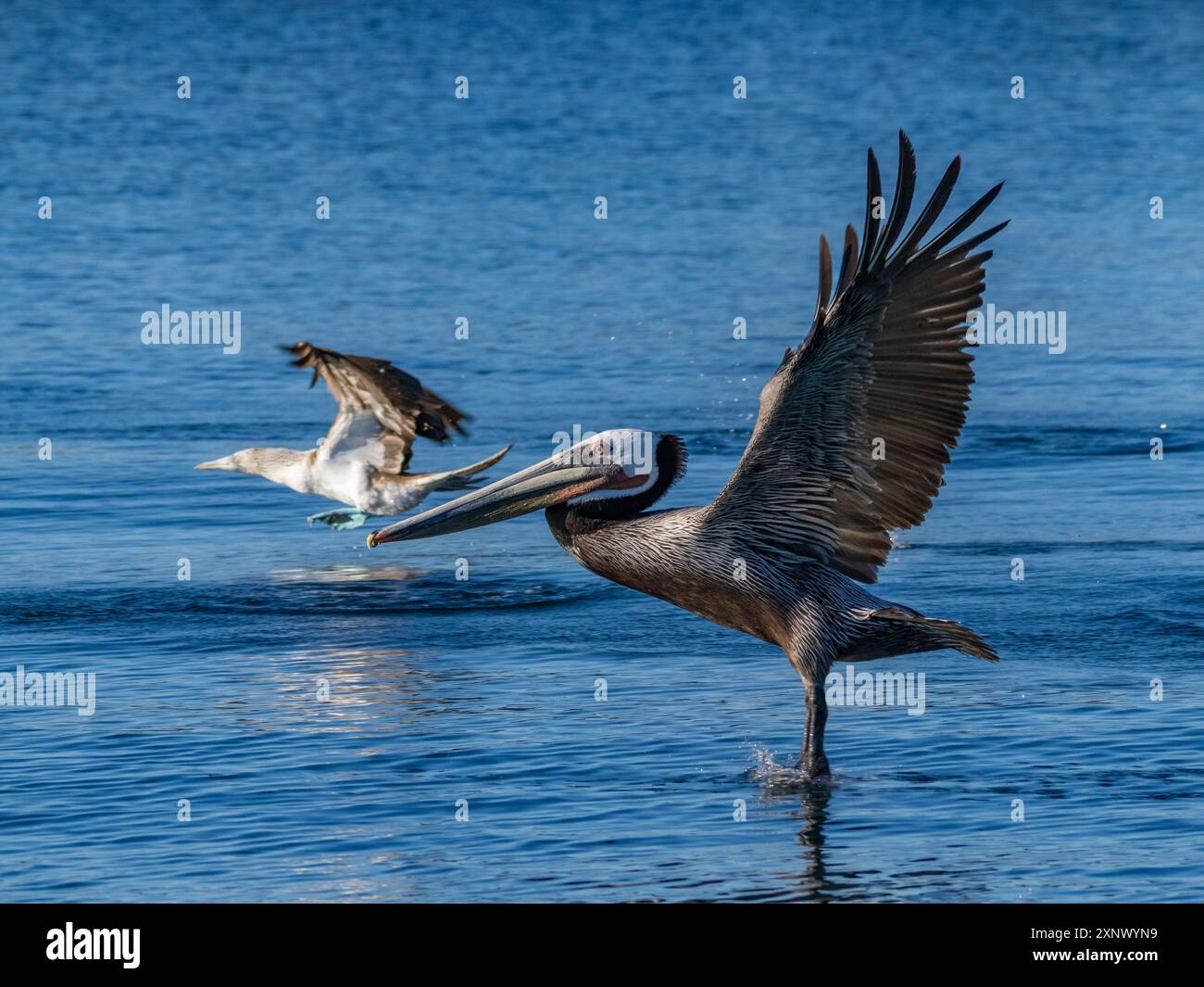 Adult brown pelican (Pelecanus occidentalis), taking flight on a small ...