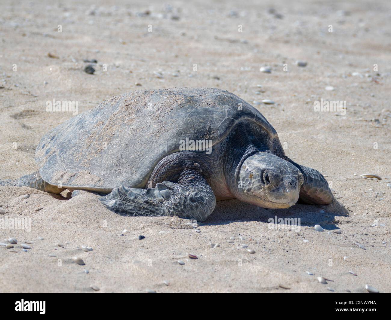 An adult female green sea turtle (Chelonia mydas), coming ashore to ...