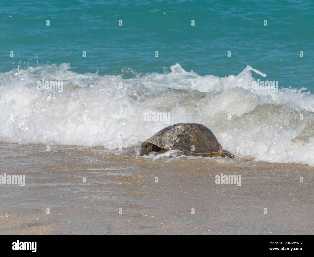 An adult female green sea turtle (Chelonia mydas), coming ashore to nest on Isla Espiritu Santo ...