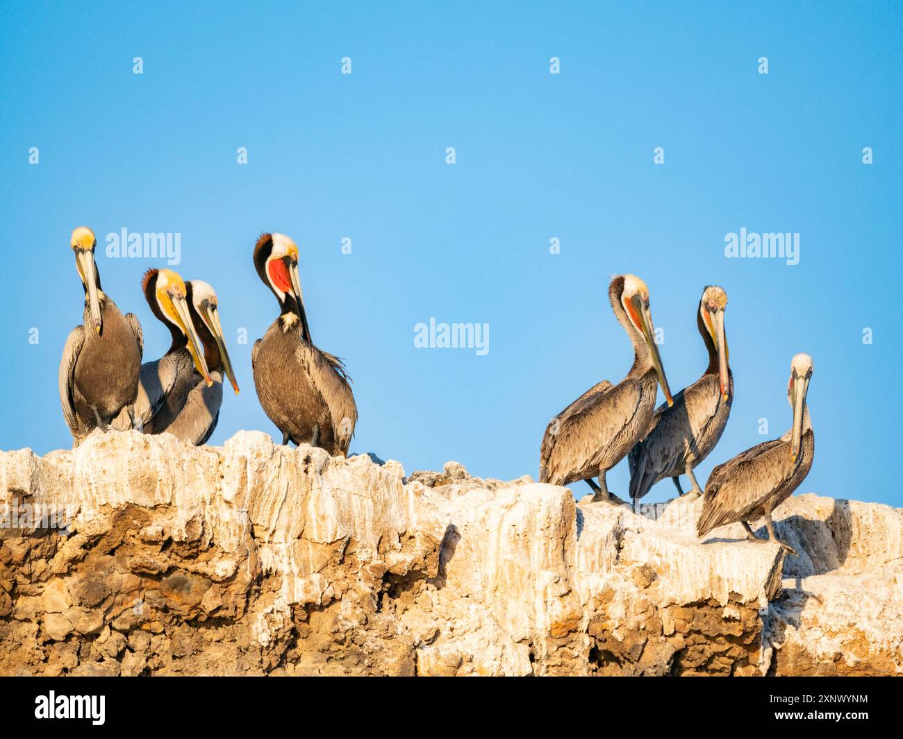 Adult brown pelicans (Pelecanus occidentalis), standing together on ...