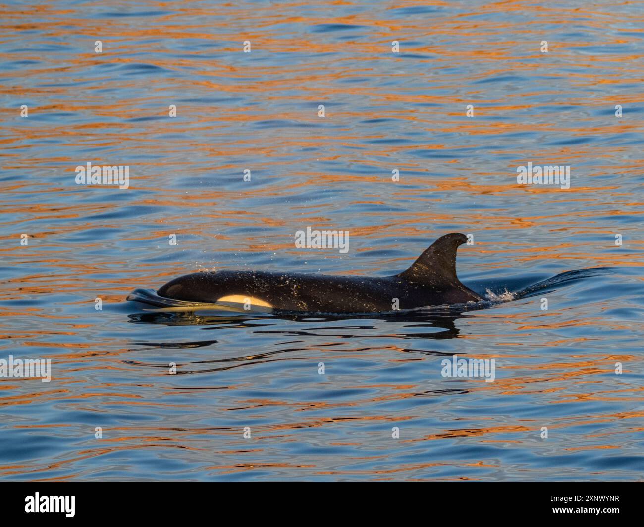 Killer whale female (Orcinus orca), surfacing off Isla San Lorenzo ...