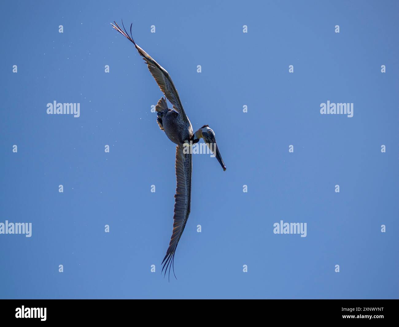 Adult brown pelican (Pelecanus occidentalis), plunge diving for fish ...
