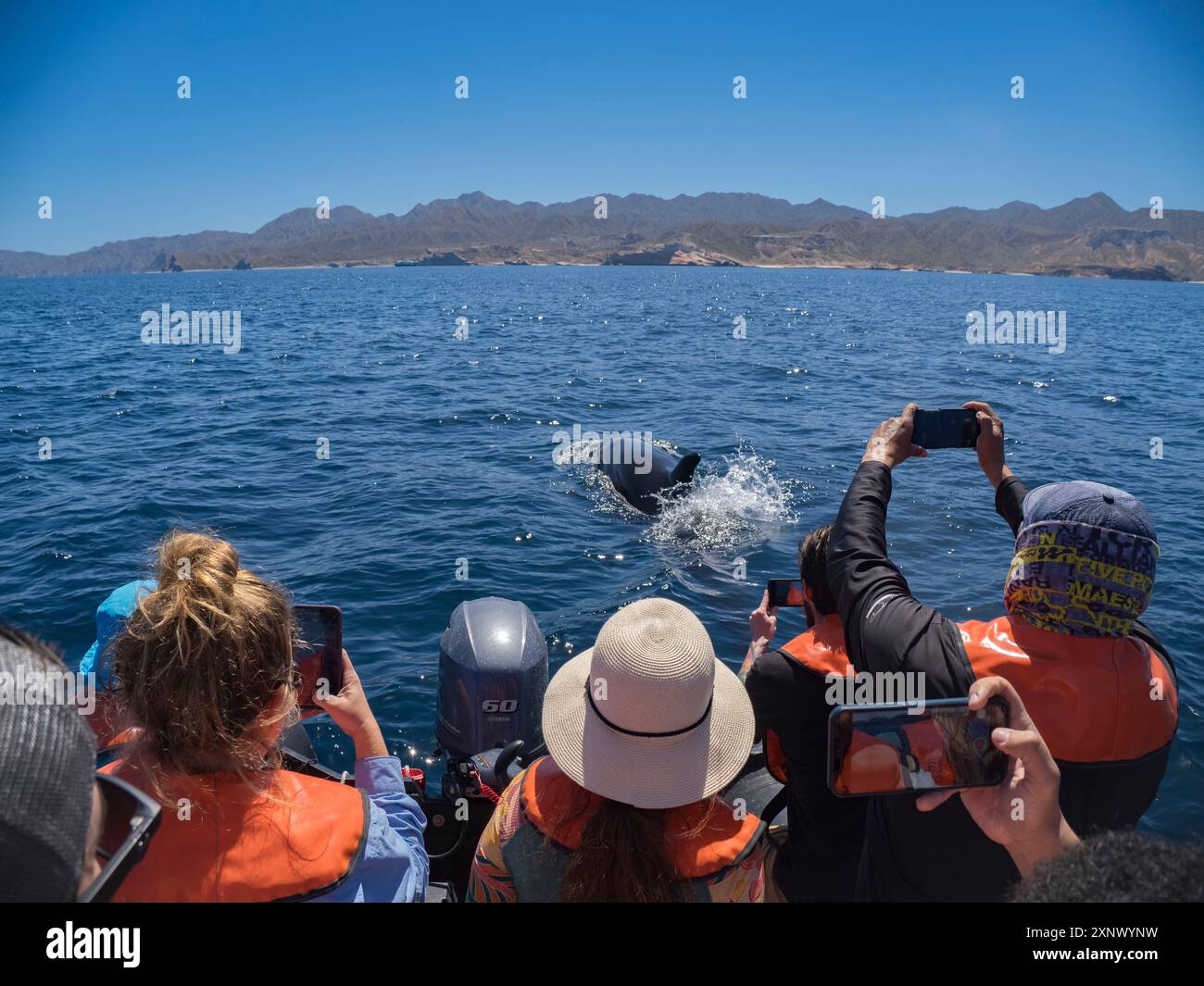 Killer whale pod (Orcinus orca), and tourists off Punta Colorada, Isla ...