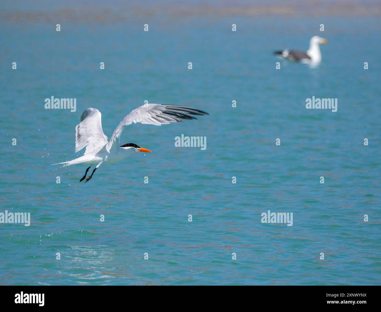 Adult elegant tern (Thalasseus elegans), looking for fish on Isla ...
