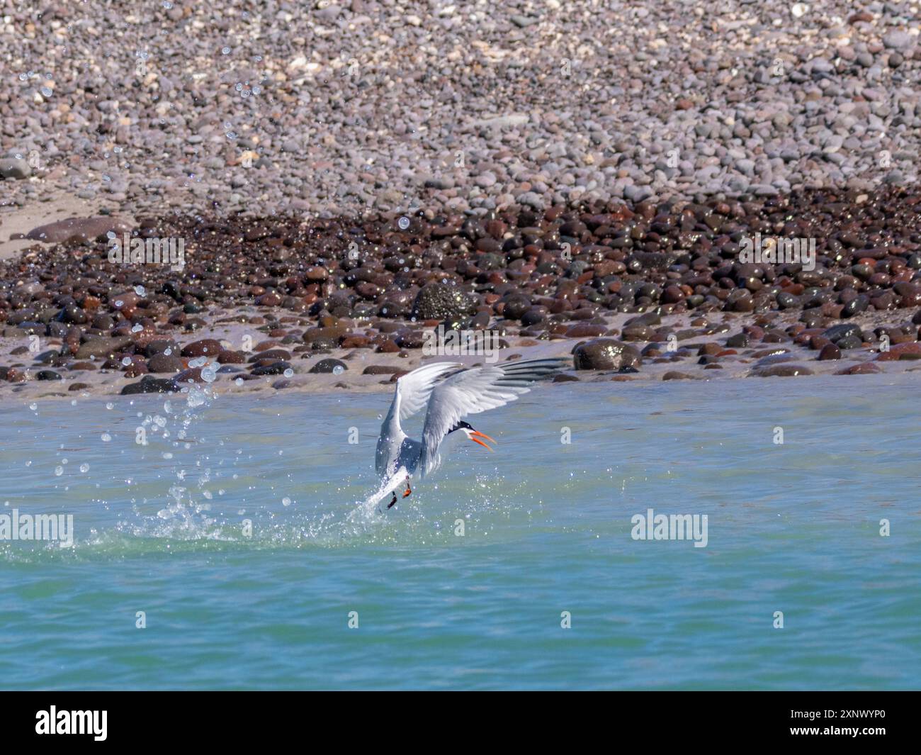 Adult elegant tern (Thalasseus elegans), plunge diving for fish on Isla ...