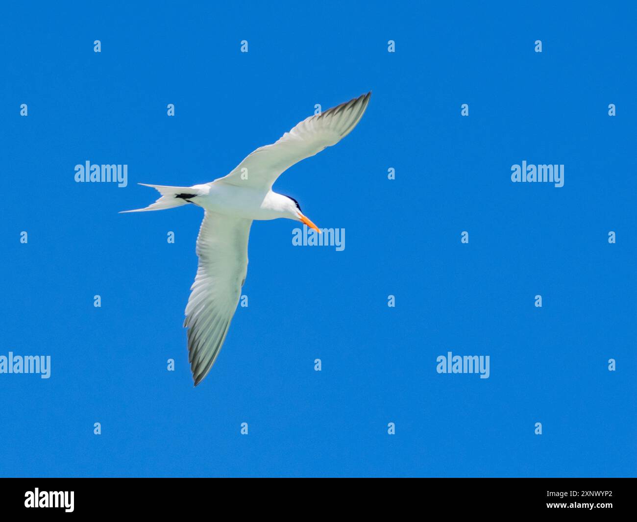 Adult elegant tern (Thalasseus elegans), looking for fish on Isla ...