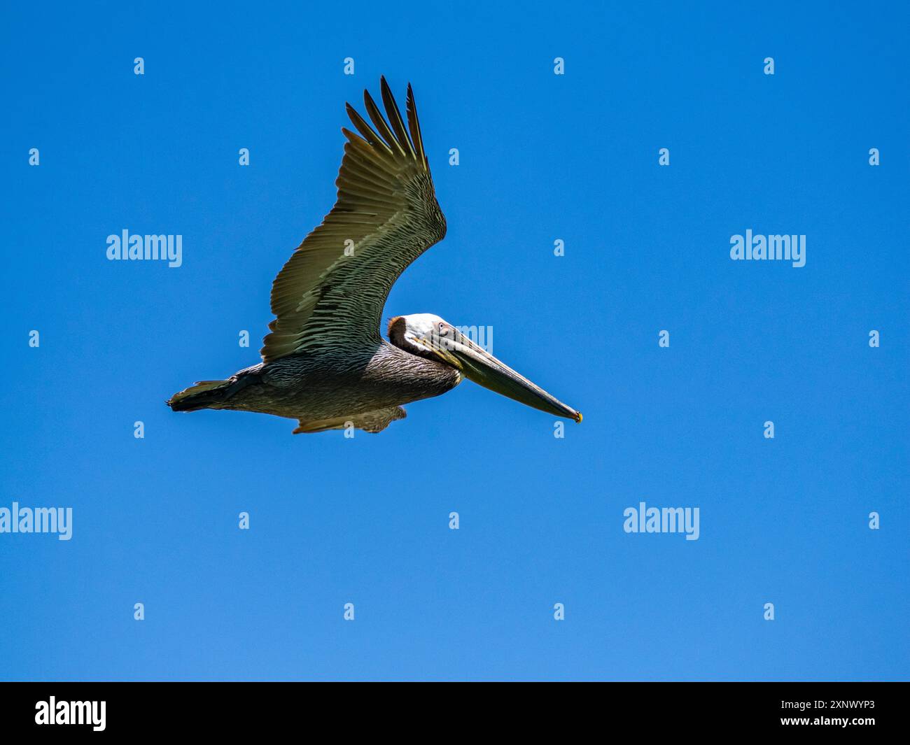 Adult brown pelican (Pelecanus occidentalis), plunge diving for fish ...