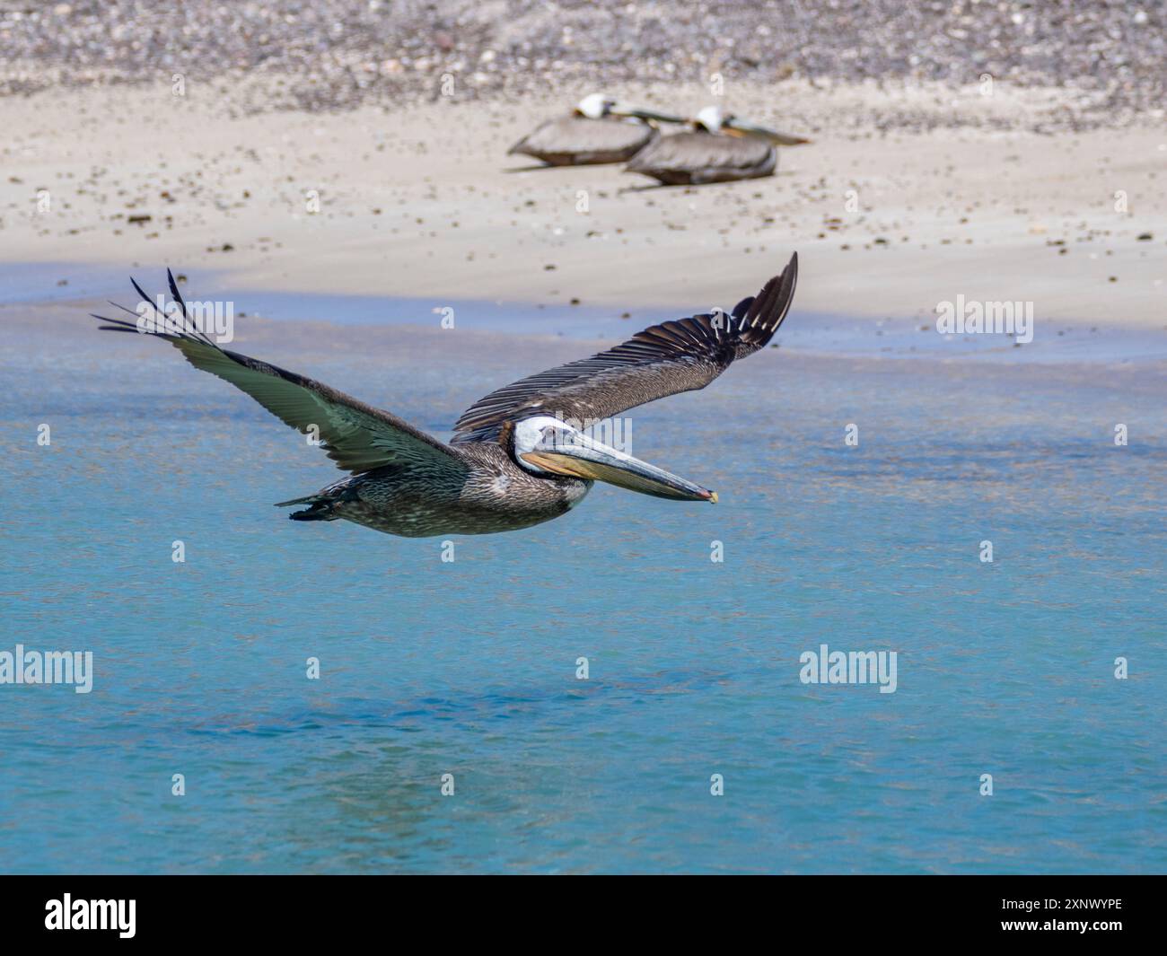 Adult brown pelican (Pelecanus occidentalis), in flight, Isla Carmen ...