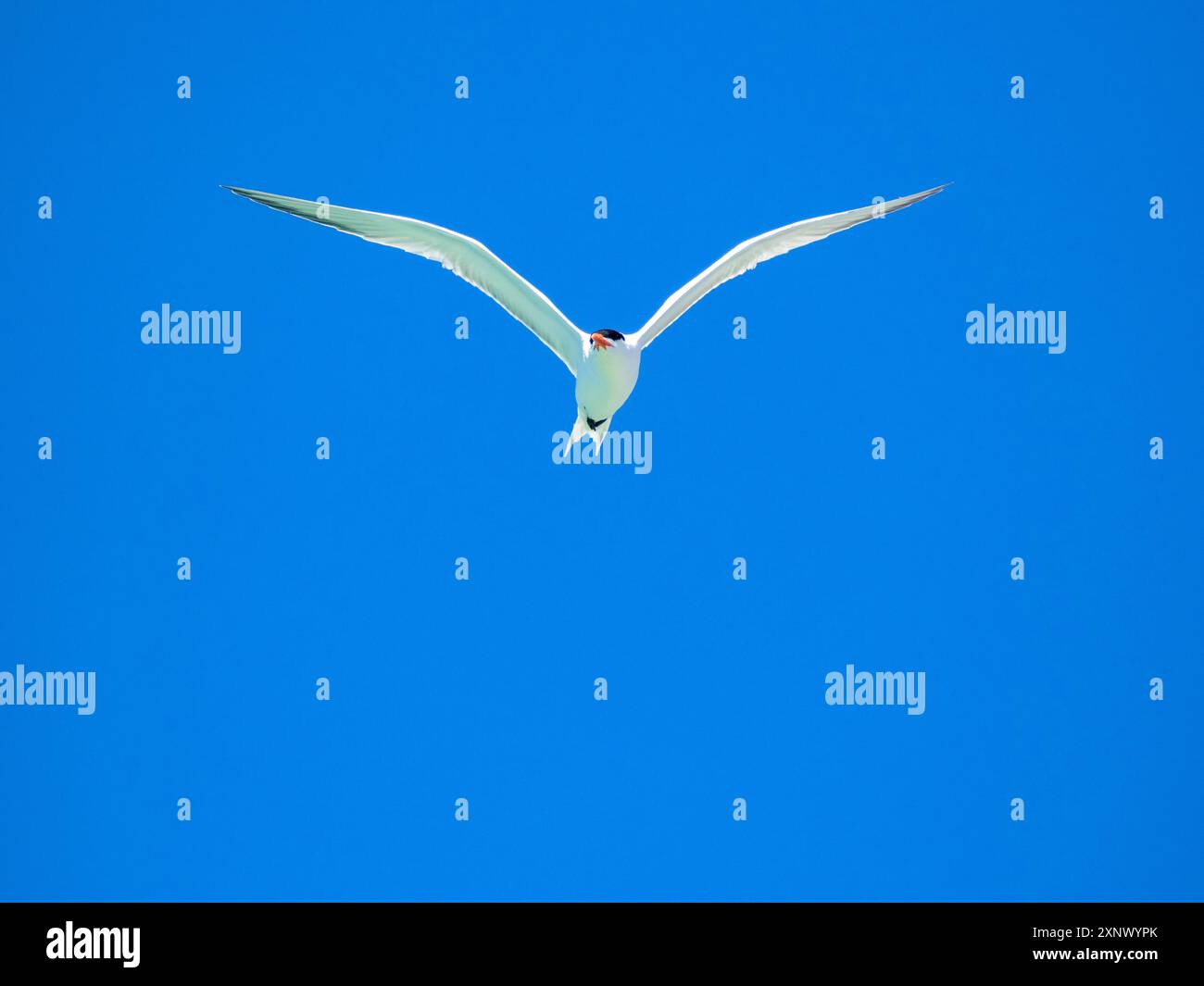 Adult elegant tern (Thalasseus elegans), looking for fish on Isla ...