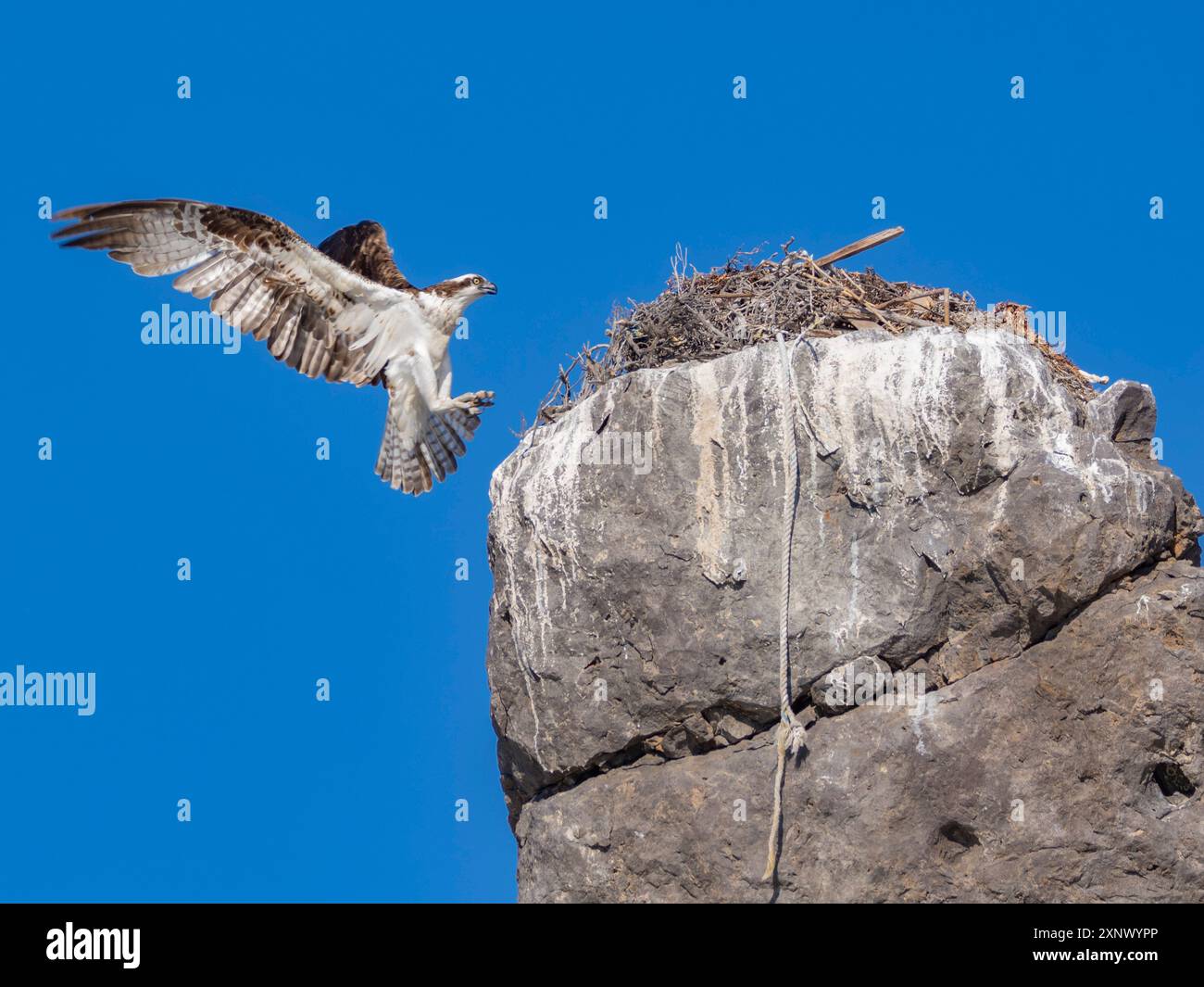 Osprey (Pandion haliaetus), in flight to its nest, Isla San Lorenzo ...