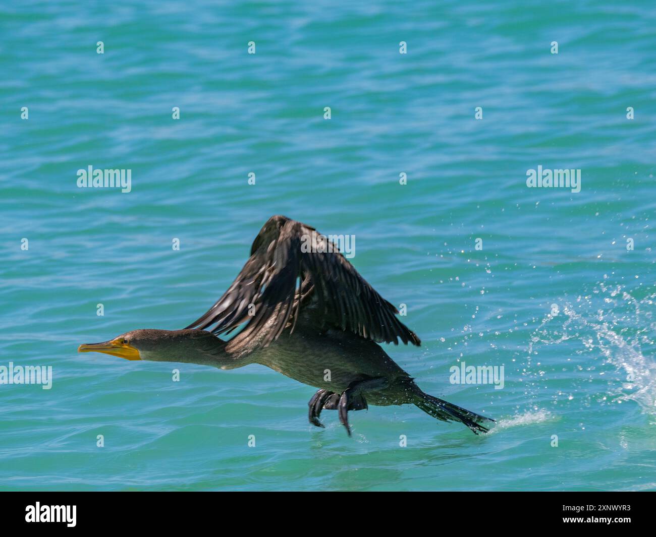 Double-crested cormorant (Nannopterum auritum), taking flight ...