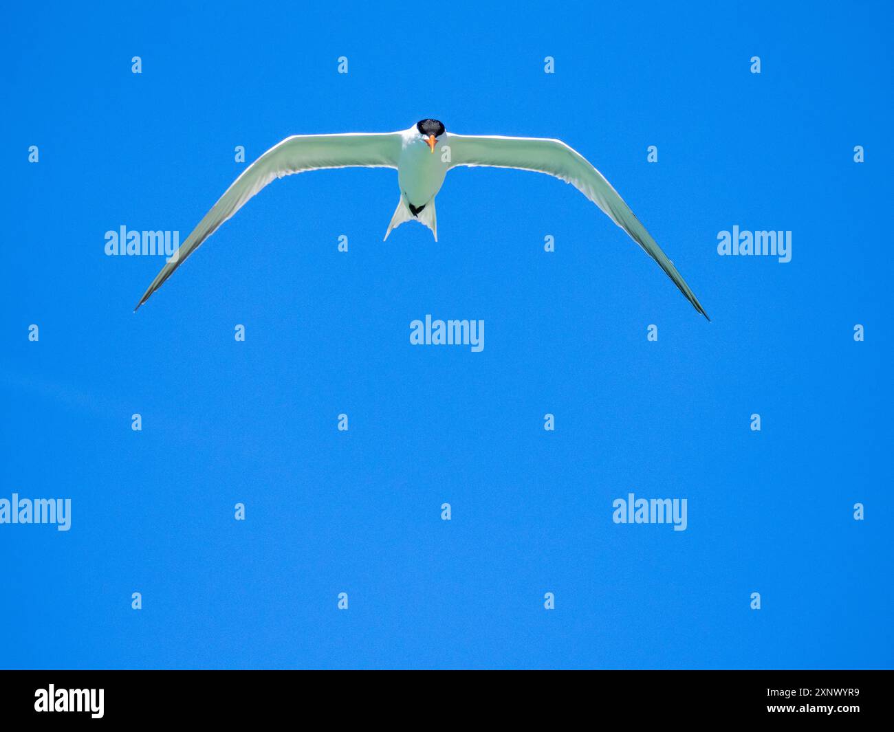 Adult elegant tern (Thalasseus elegans), looking for fish on Isla ...