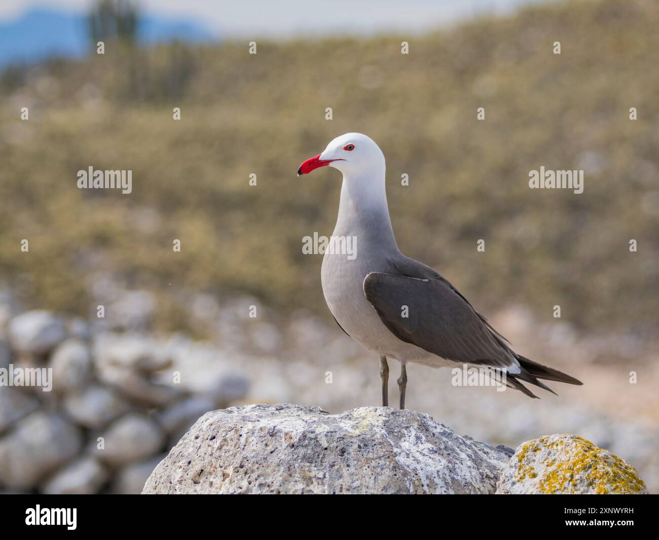 Heermann's gull (Larus heermanni), at breeding colony on Isla Rasa ...