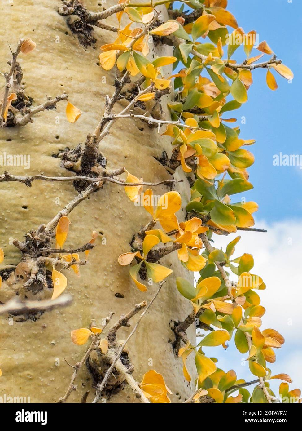 Boojum tree (Fouquieria columnaris), just outside Bahia de los Angeles ...