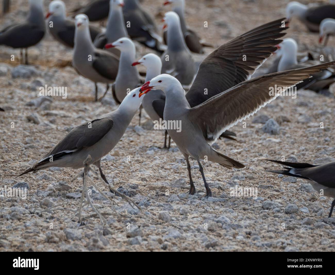 Heermann's gulls (Larus heermanni), quarreling at breeding colony on ...