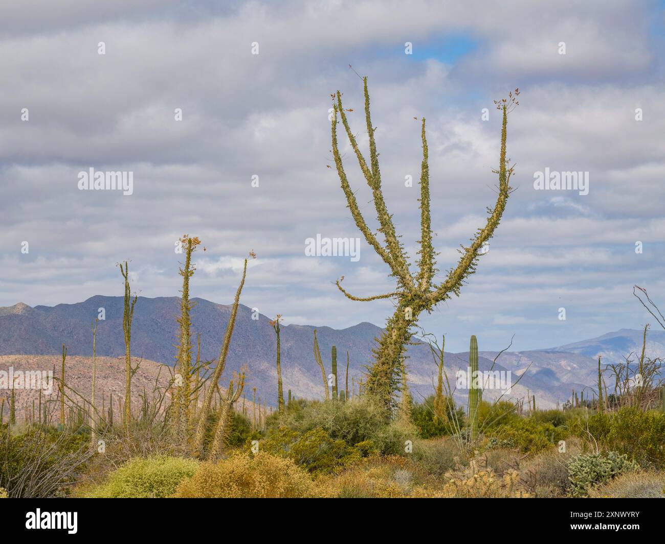 Boojum tree (Fouquieria columnaris), just outside Bahia de los Angeles ...
