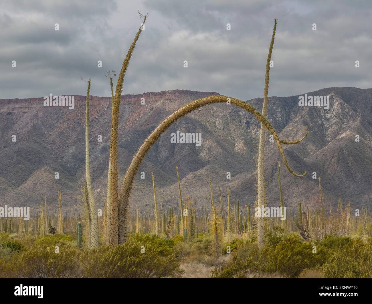 Boojum tree (Fouquieria columnaris), just outside Bahia de los Angeles ...