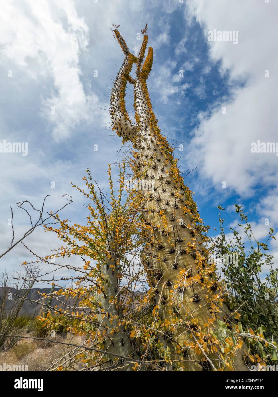 Boojum tree (Fouquieria columnaris), just outside Bahia de los Angeles ...
