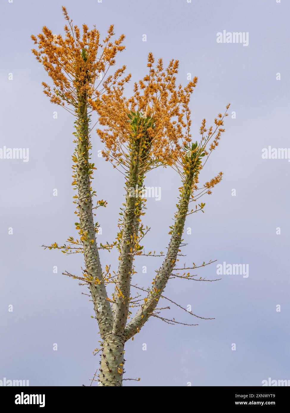 Baja mexico flowers hi-res stock photography and images - Alamy