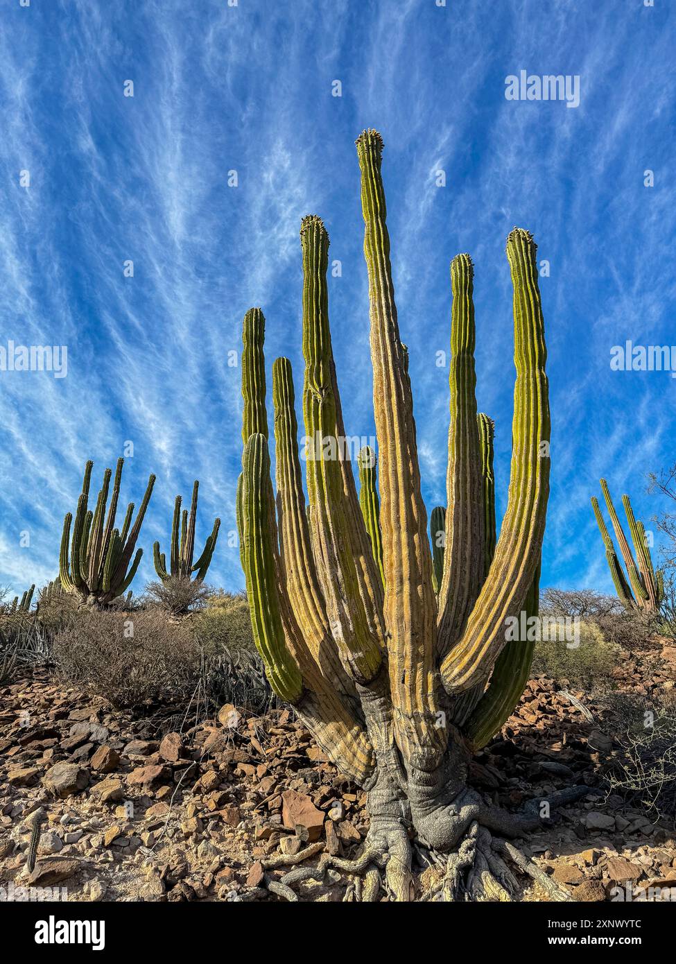 Mexican giant cardon (Pachycereus pringlei), on Isla San Esteban, Baja ...