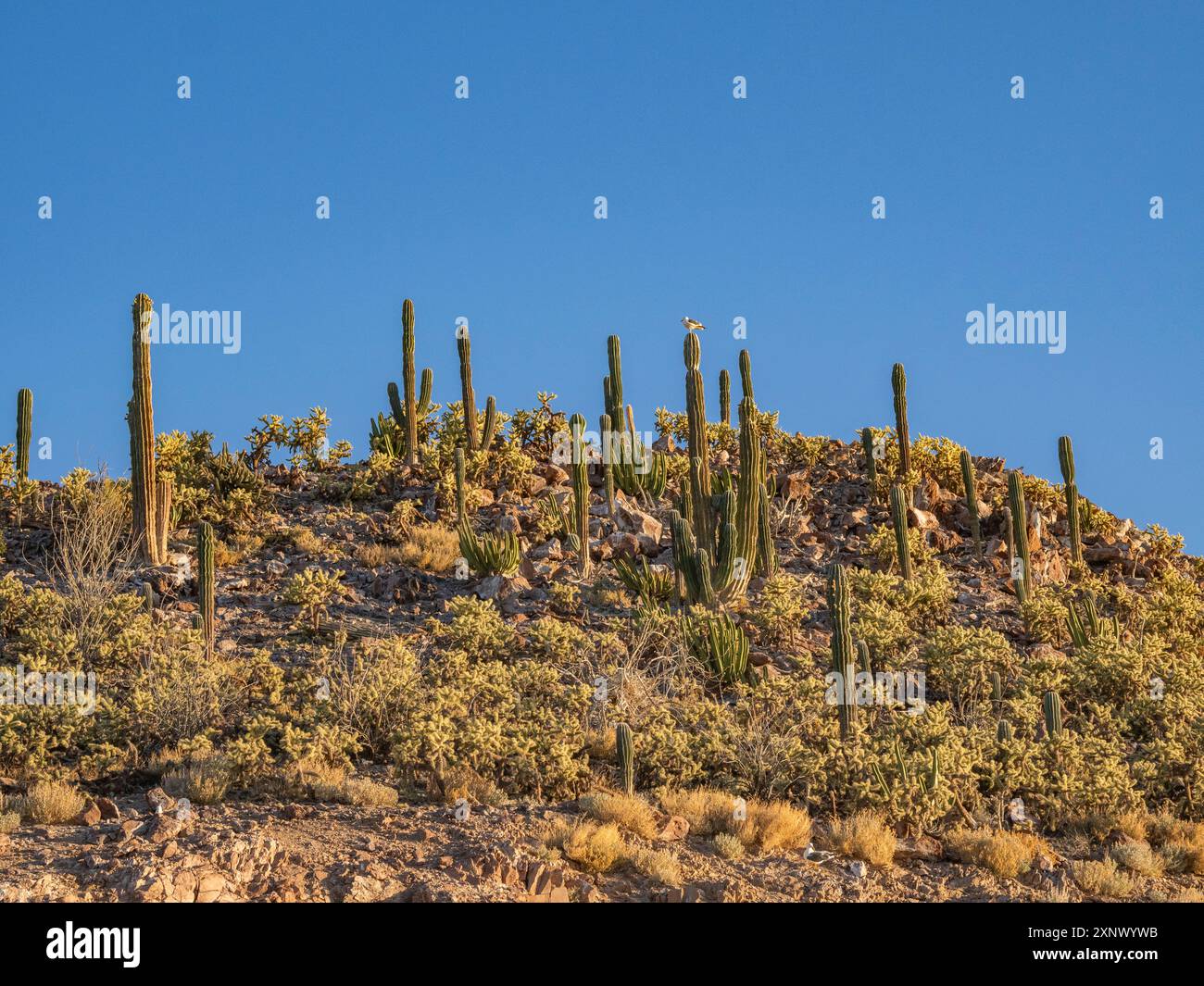 Cactus cover a small islet in Bahia las Animas at sunrise, Baja ...