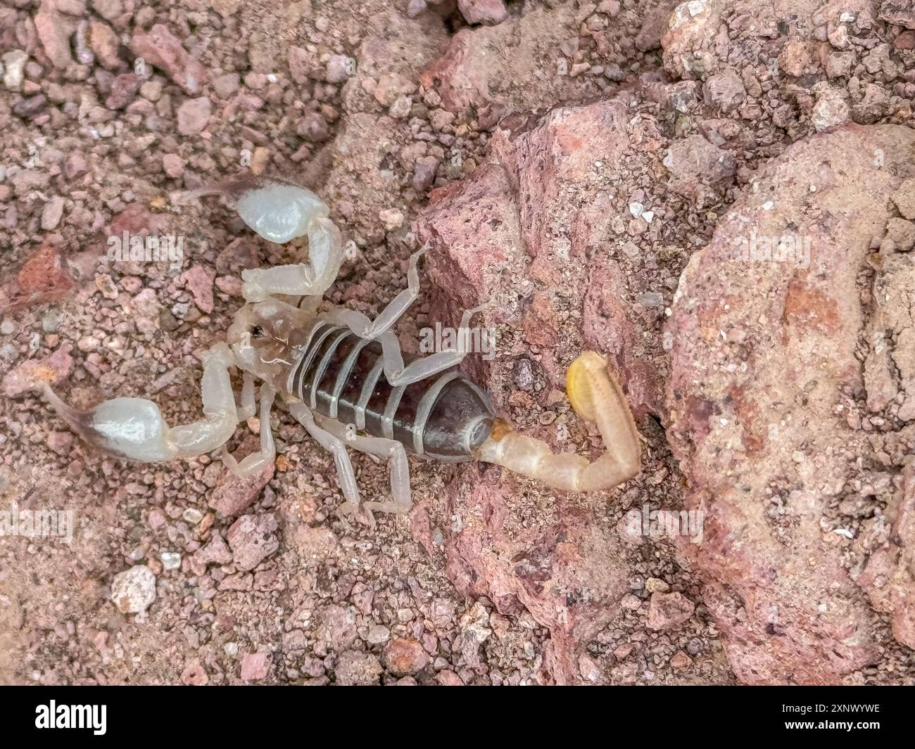 A scorpion (Genus Paruroctonus), near Los Gatos, Baja California Sur ...