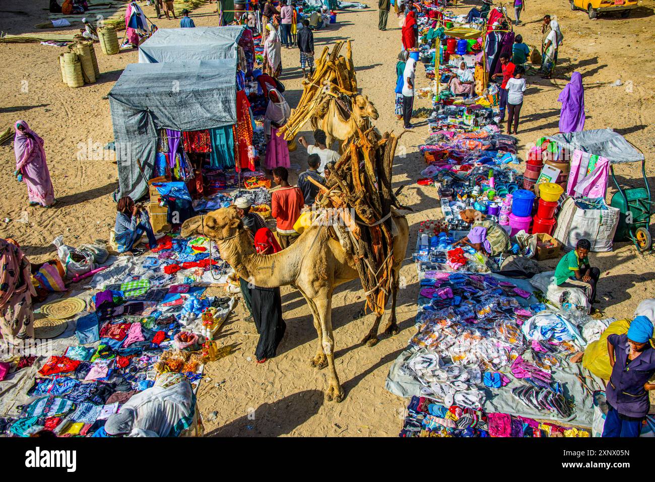 Camel loaded with firewood walking through the colourful Monday market of Keren, Eritrea, Africa ...
