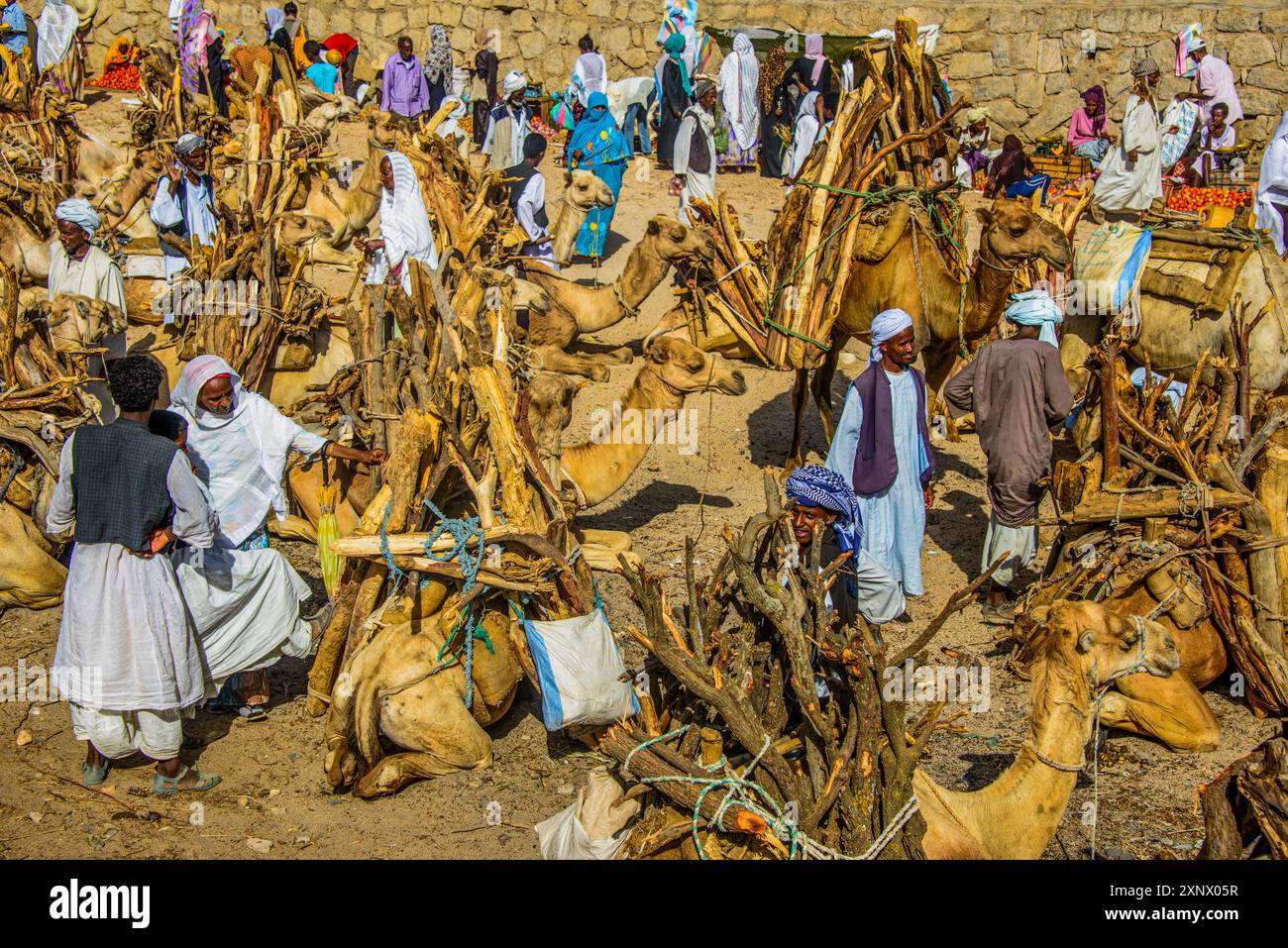 Camels loaded with firewood, Monday market of Keren, Eritrea, Africa Stock Photo - Alamy