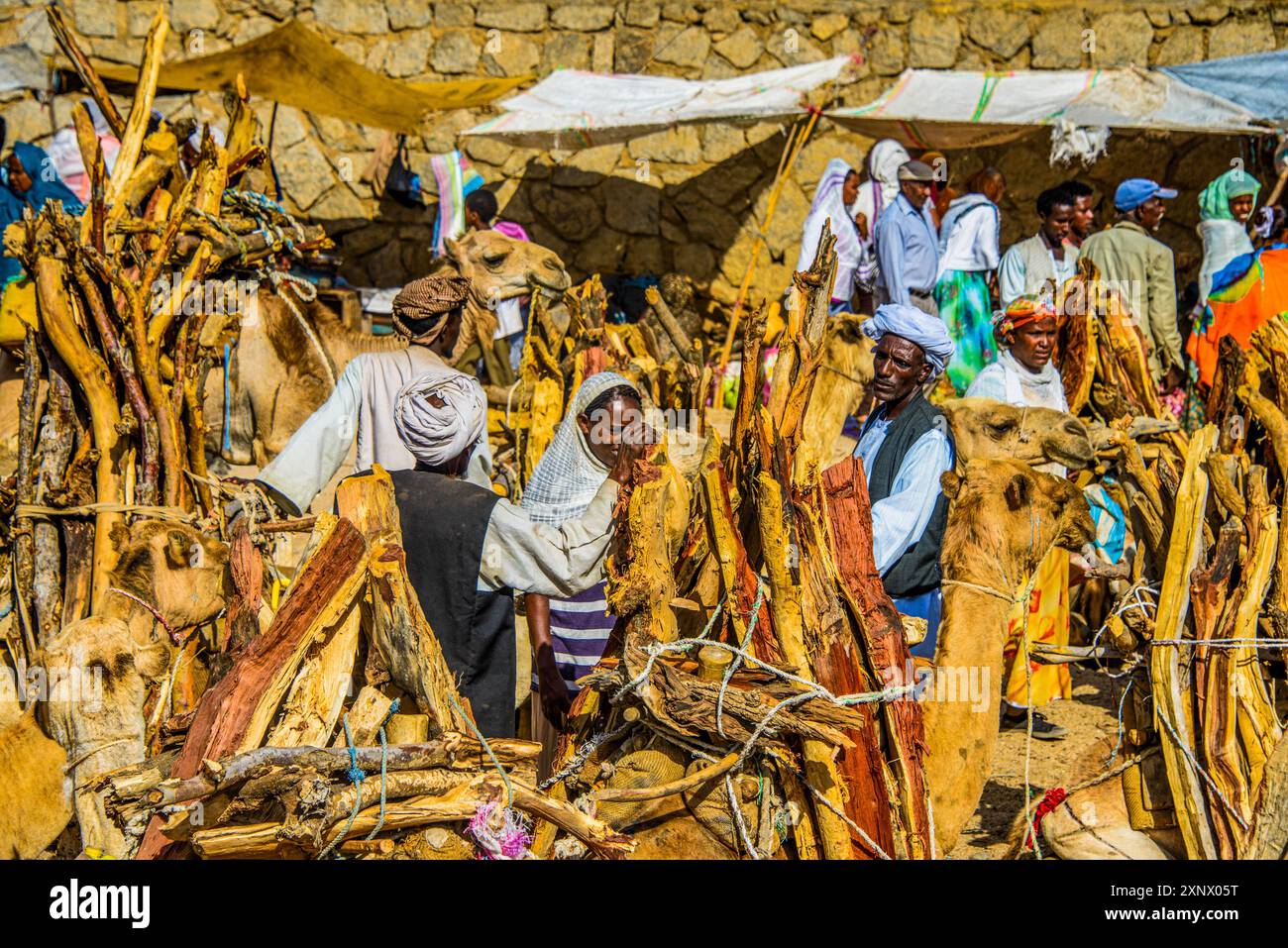 Camels loaded with firewood, Monday market of Keren, Eritrea, Africa Stock Photo - Alamy